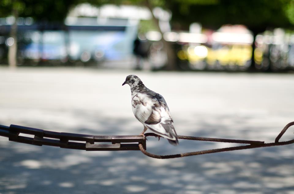 » Deuxième tour 2017 : La vision de Dimitris Alexakis